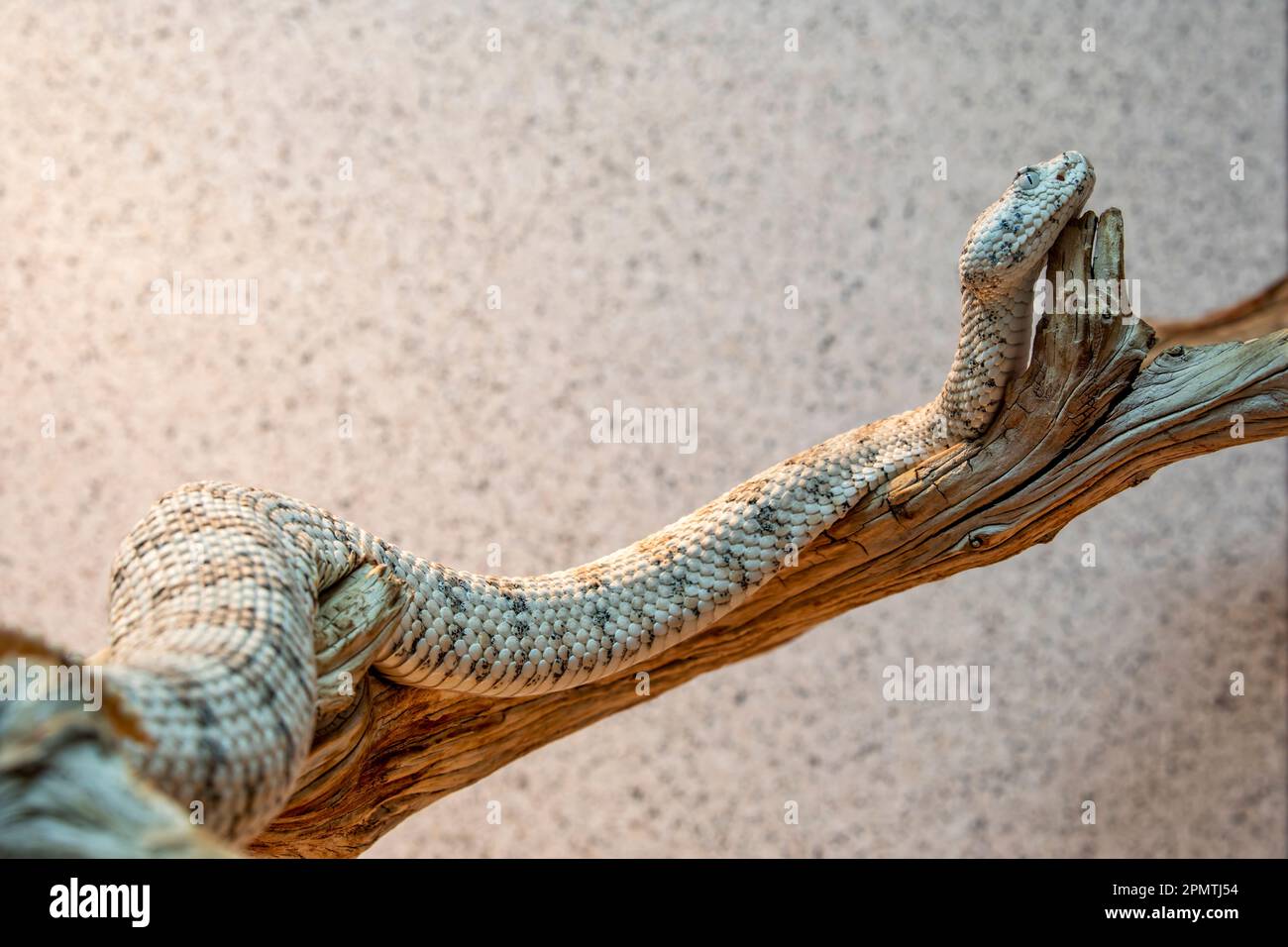 speckled rattlesnake (Crotalus mitchellii) is a venomous pit viper ...