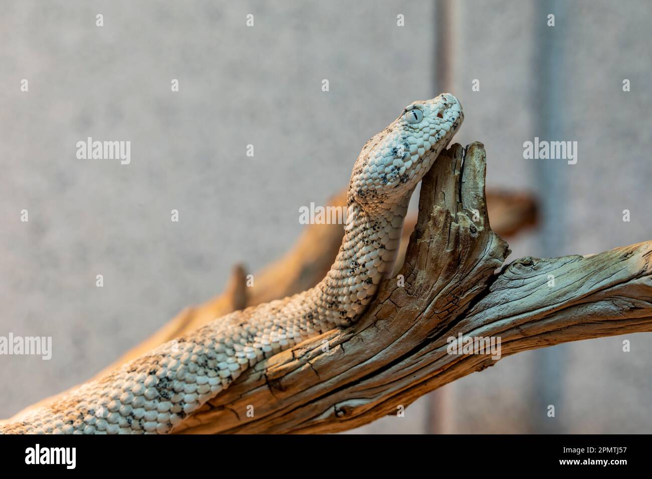speckled rattlesnake (Crotalus mitchellii) is a venomous pit viper ...
