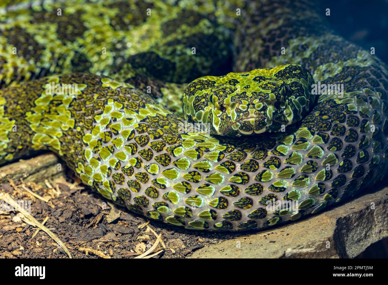 Mangshan pit viper (Protobothrops mangshanensis) is a venomous pit ...