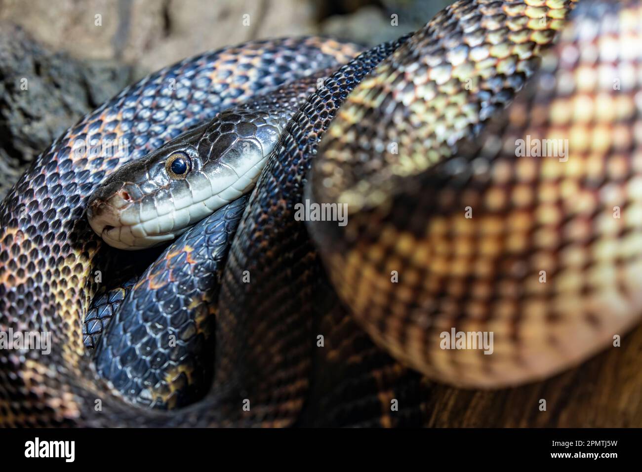 Black rat snake hi-res stock photography and images - Alamy