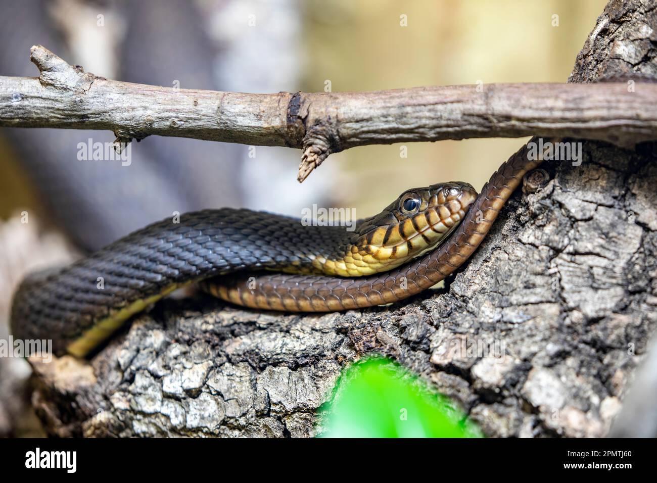 plain-bellied water snake(Nerodia erythrogaster) is a familiar species ...