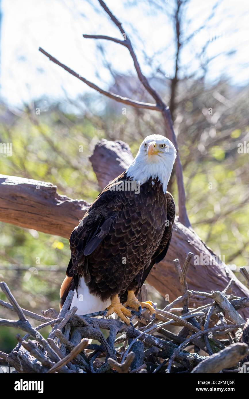 The closeup image of bald eagle (Haliaeetus leucocephalus), a bird of ...