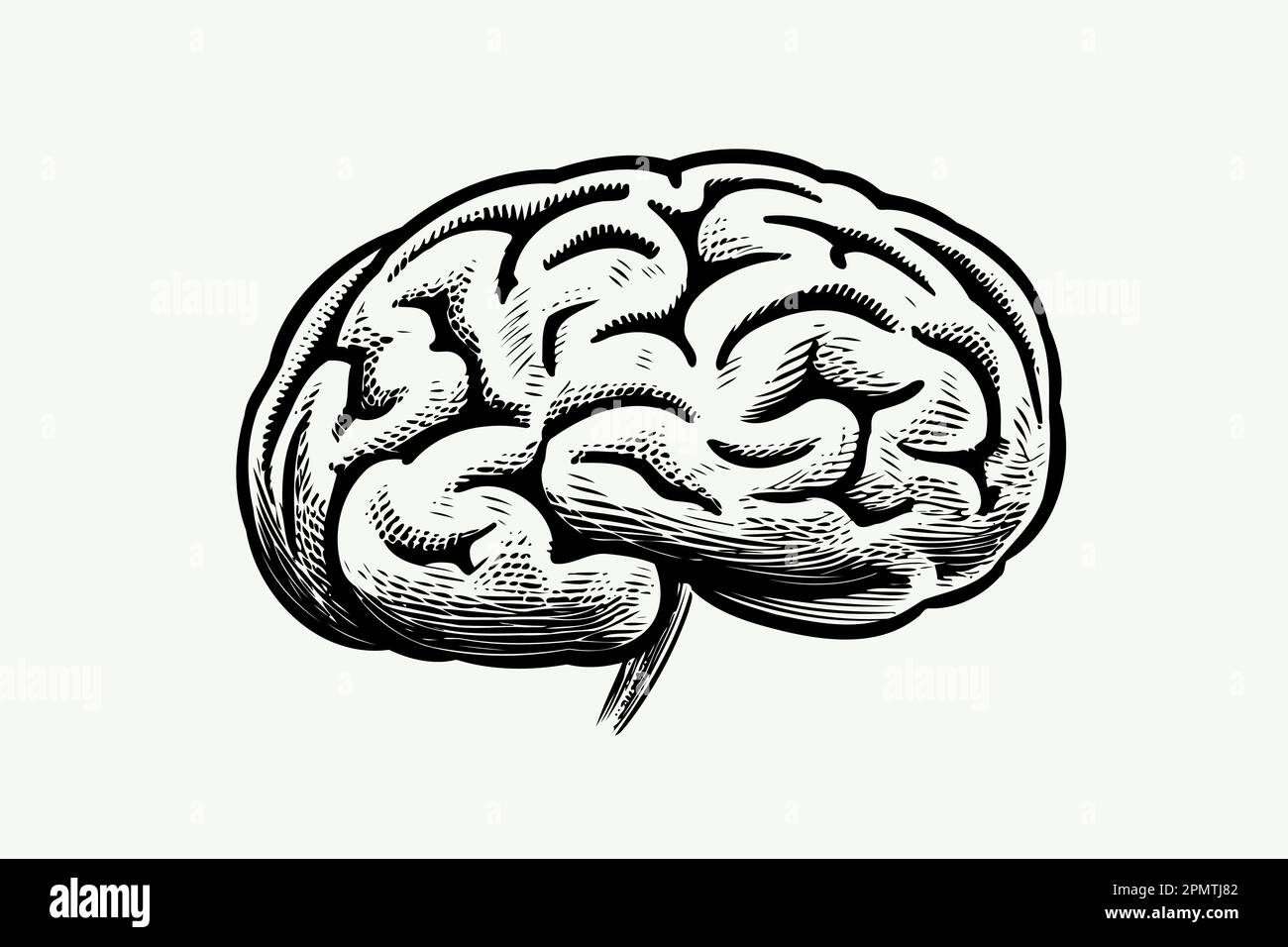 human nervous system brain organ minimalist vector illustration Stock ...