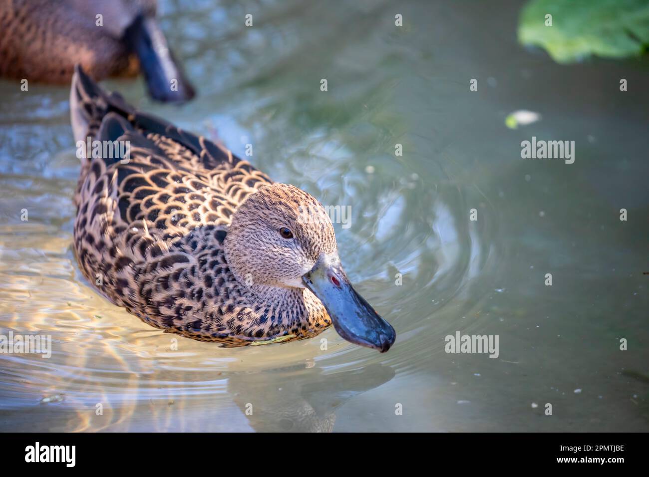 The female red shoveler (Spatula platalea). It is a species of dabbling ...