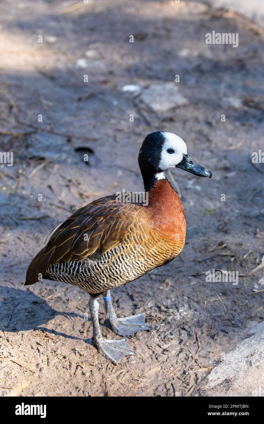 The white-faced whistling duck (Dendrocygna viduata) is a whistling ...