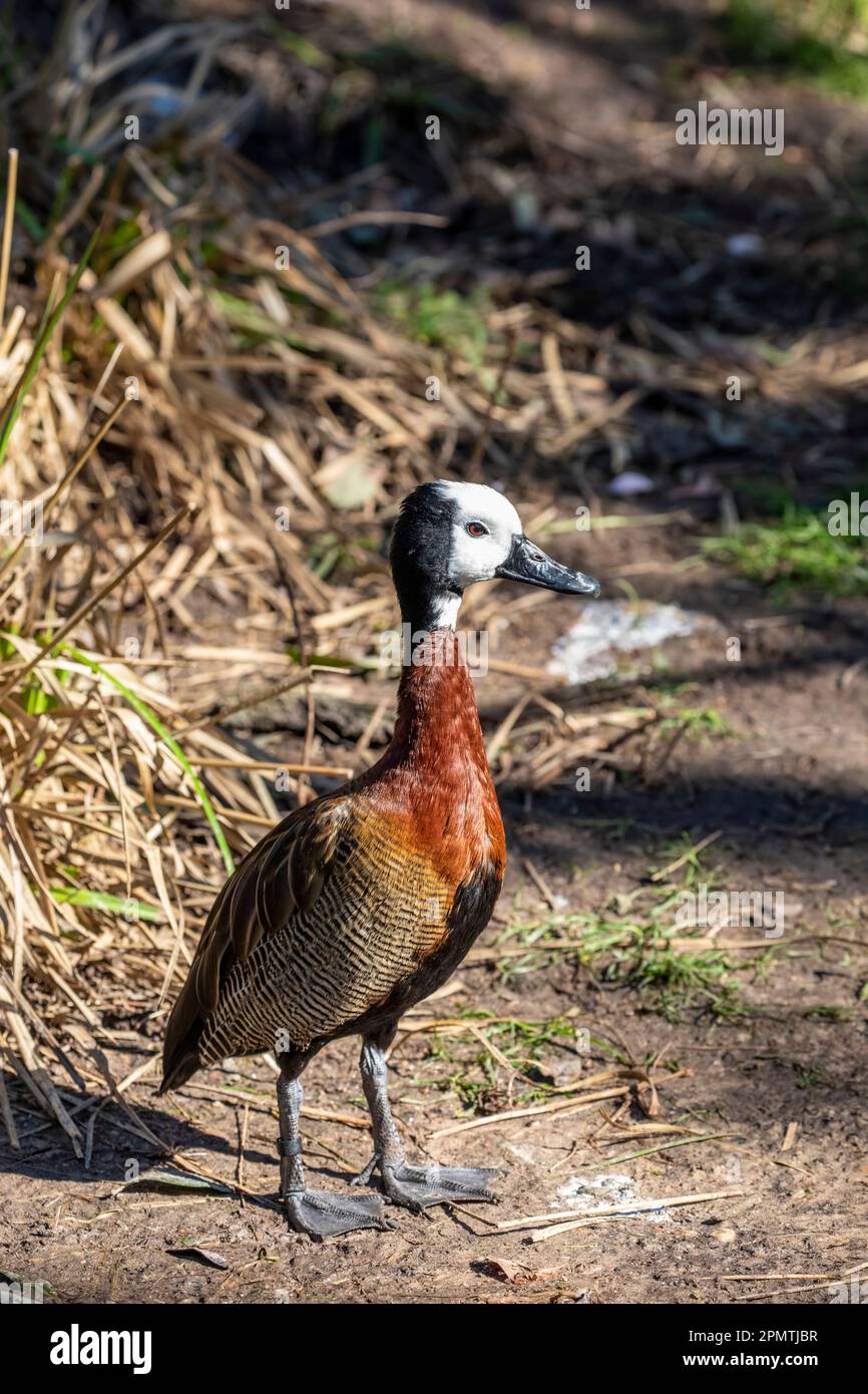 The white-faced whistling duck (Dendrocygna viduata) is a whistling ...
