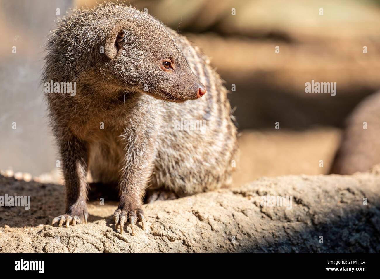 The banded mongoose (Mungos mungo) is a mongoose species native from ...