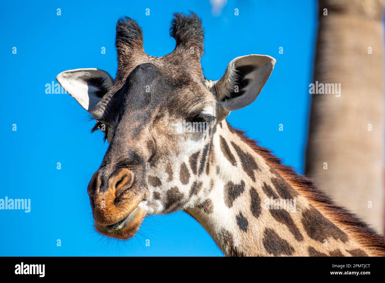The Masai giraffe (Giraffa tippelskirchi) is native to East Africa ...