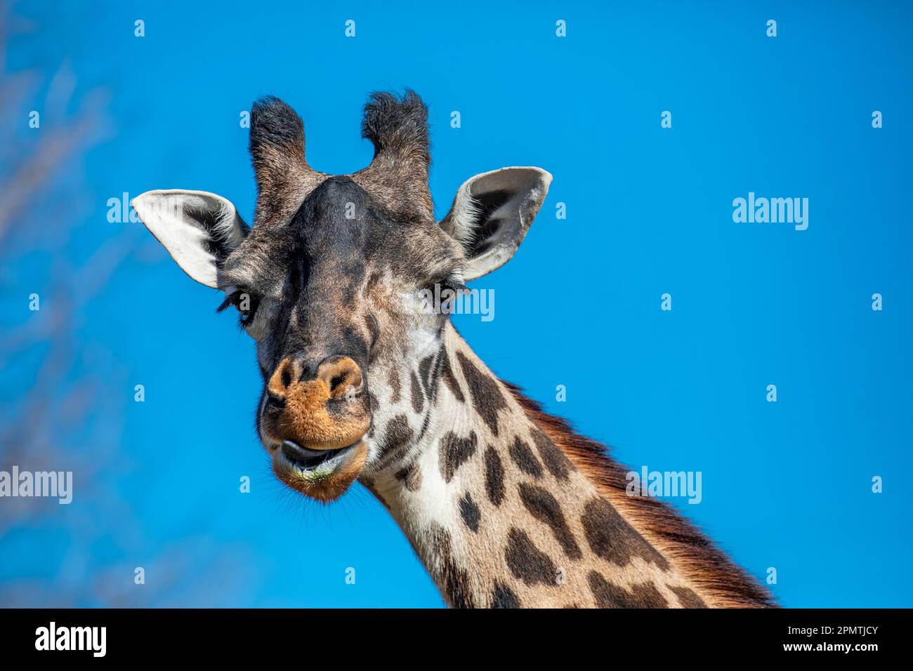 The Masai giraffe (Giraffa tippelskirchi) is native to East Africa ...