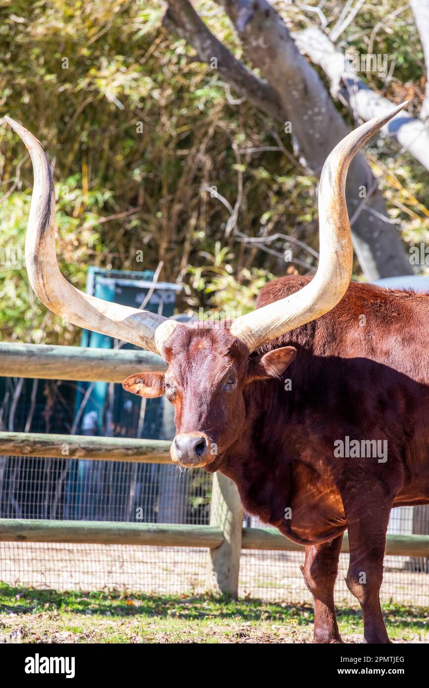 The Ankole-Watusi is a modern American breed of domestic cattle. It ...