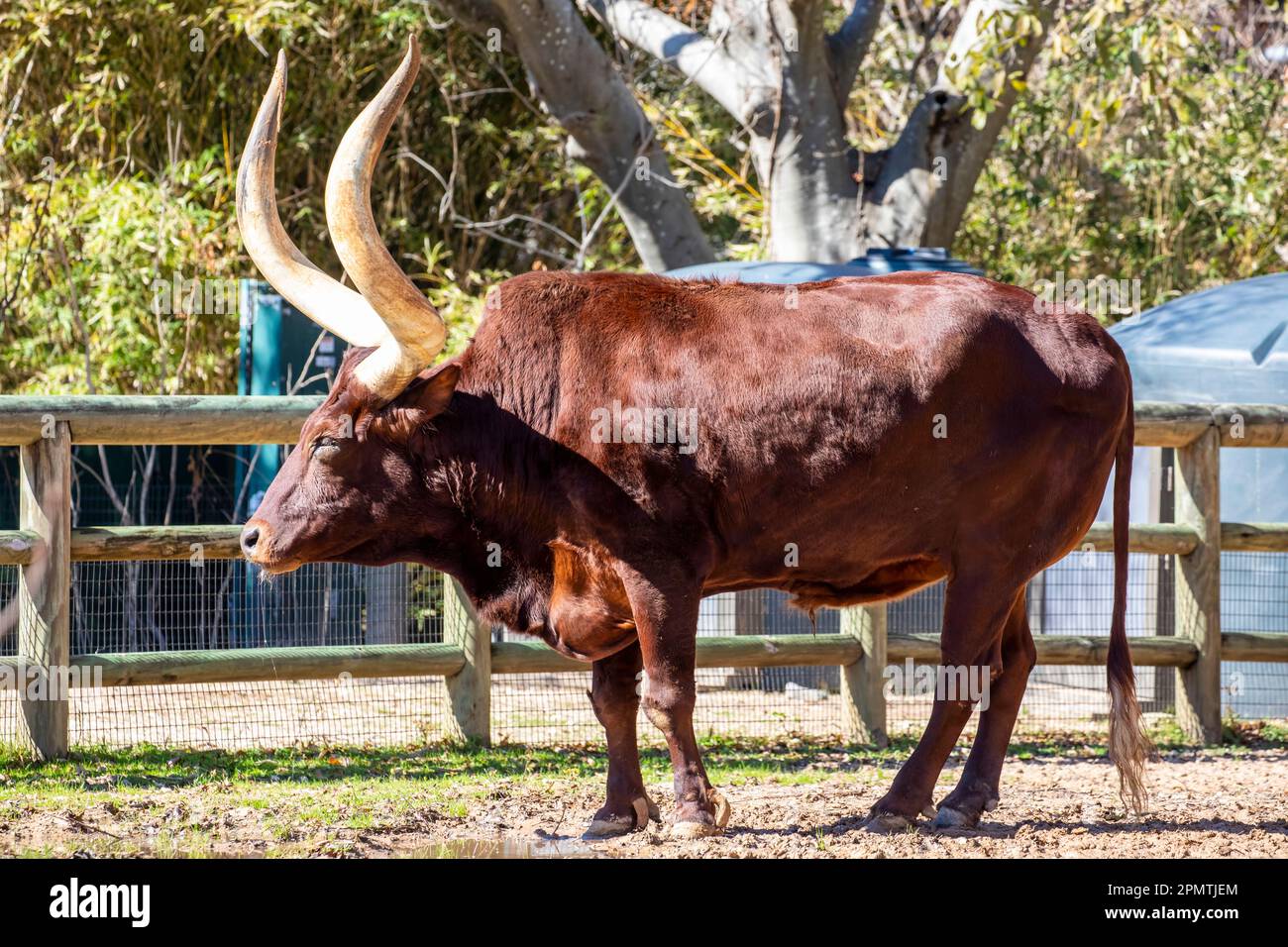 The Ankole-Watusi is a modern American breed of domestic cattle. It ...