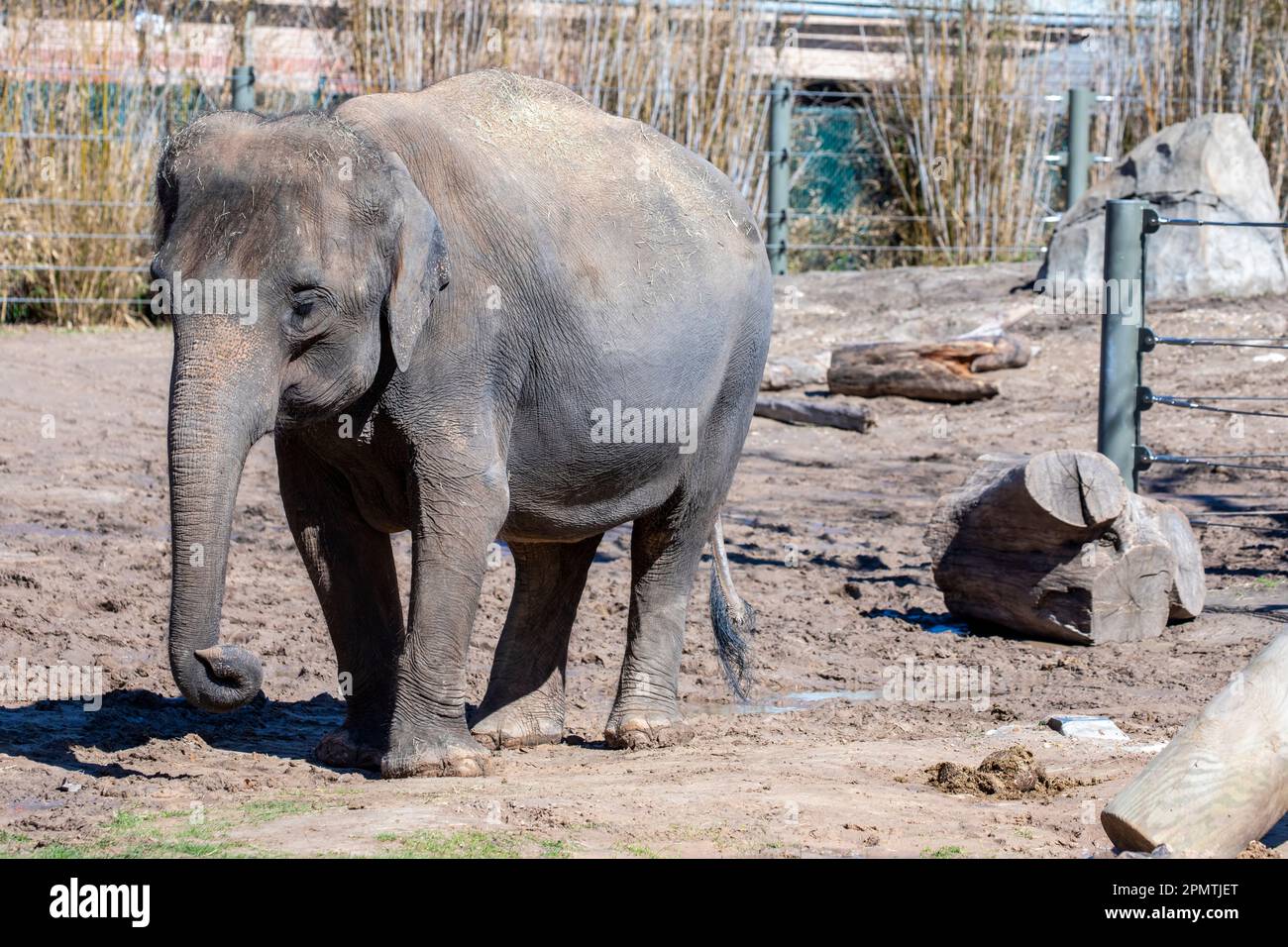 the indian elephant (Elephas maximus indicus) stands alone in its ...