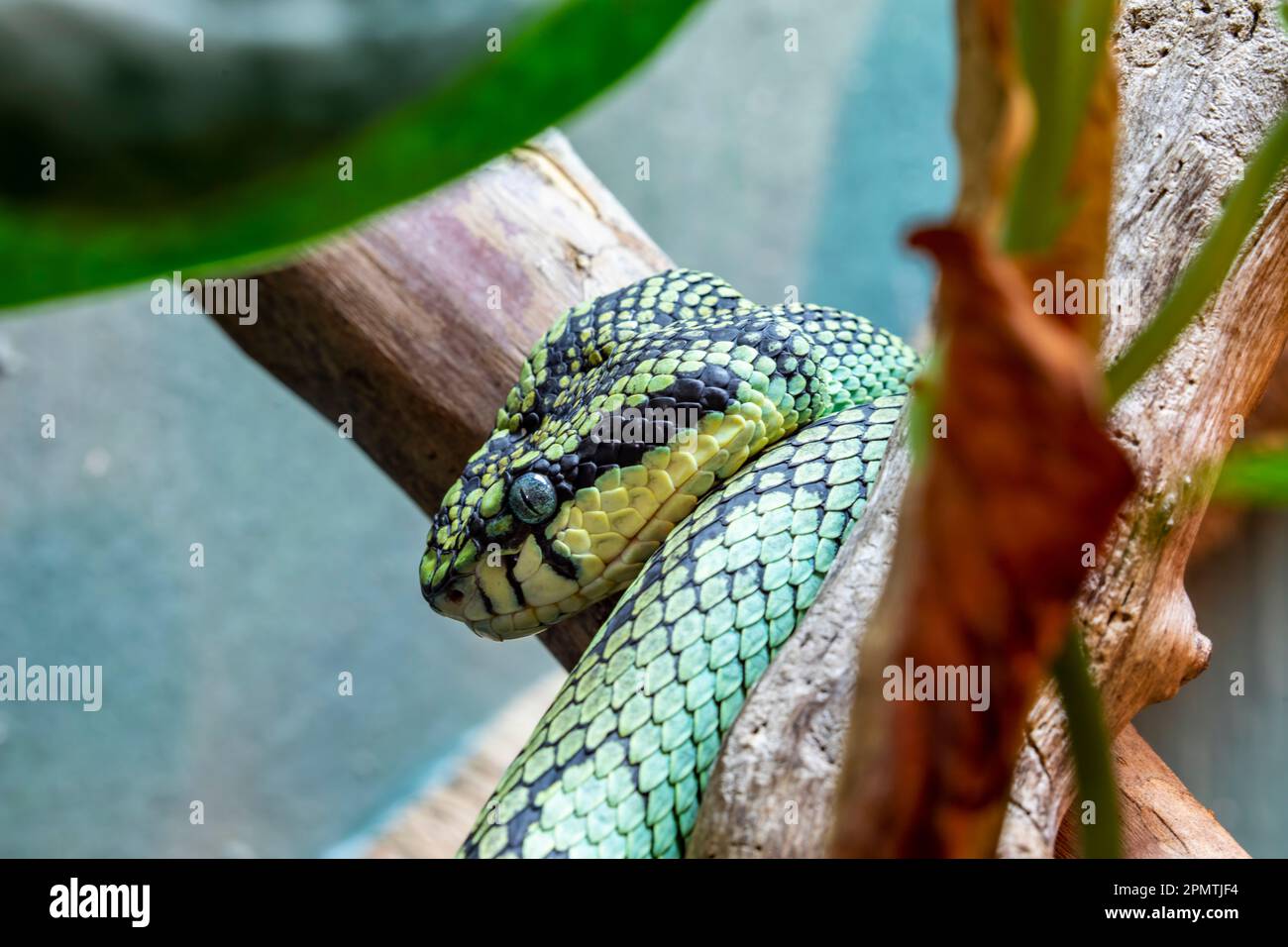 Sri Lankan green pitviper (Craspedocephalus trigonocephalus) is a ...
