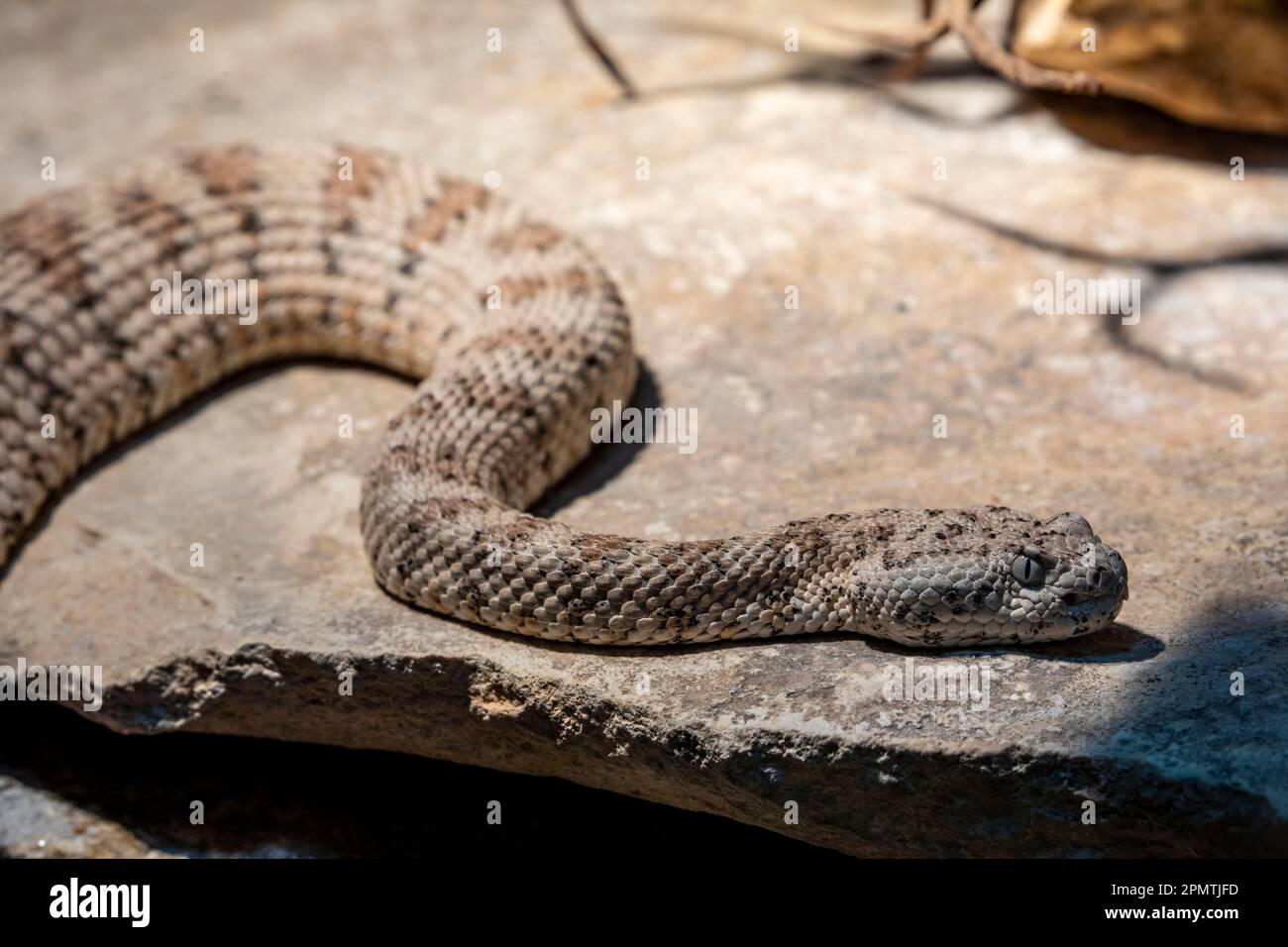 speckled rattlesnake (Crotalus mitchellii) is a venomous pit viper ...