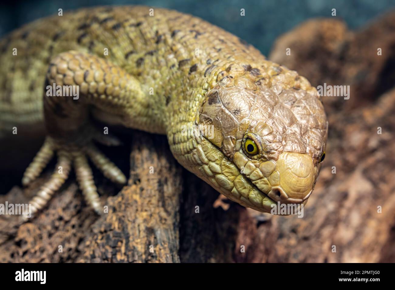 The Solomon Islands skink (Corucia zebrata) is an arboreal species of ...