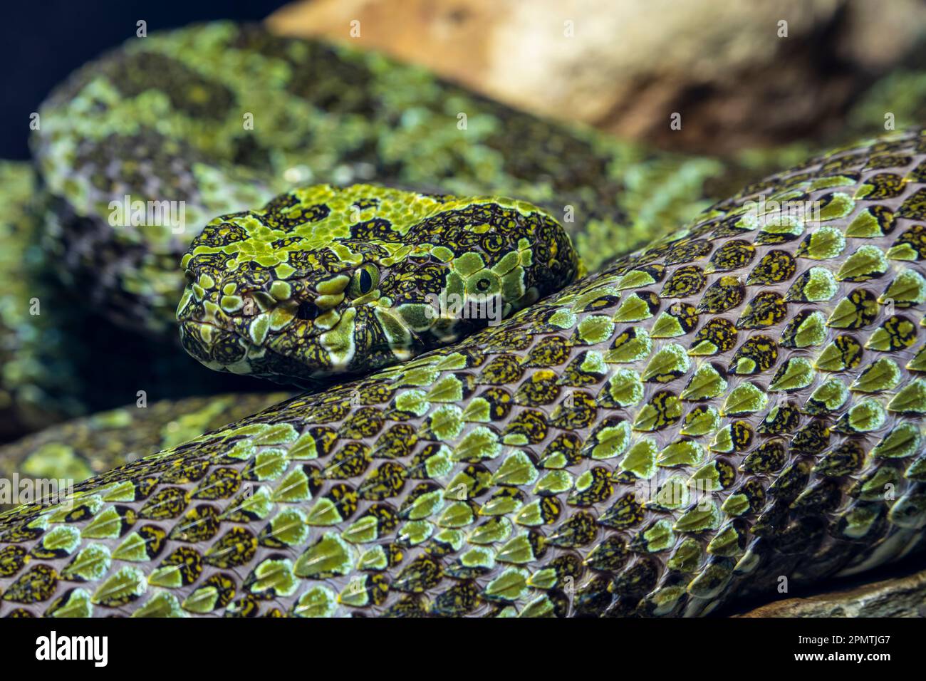 Mangshan pit viper (Protobothrops mangshanensis) is a venomous pit ...