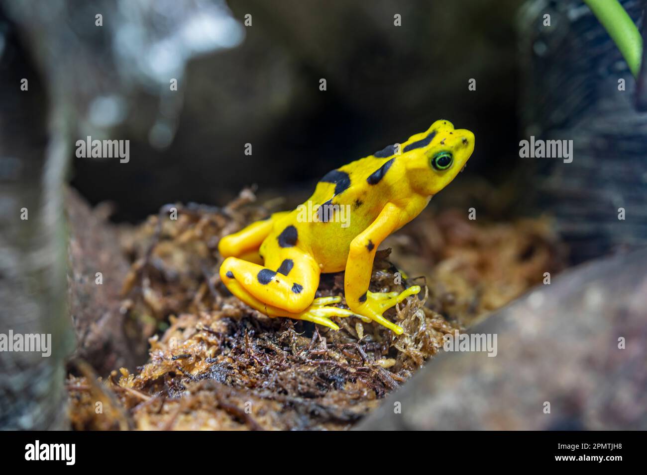 The Panamanian golden frog (Atelopus zeteki) is a species of toad ...