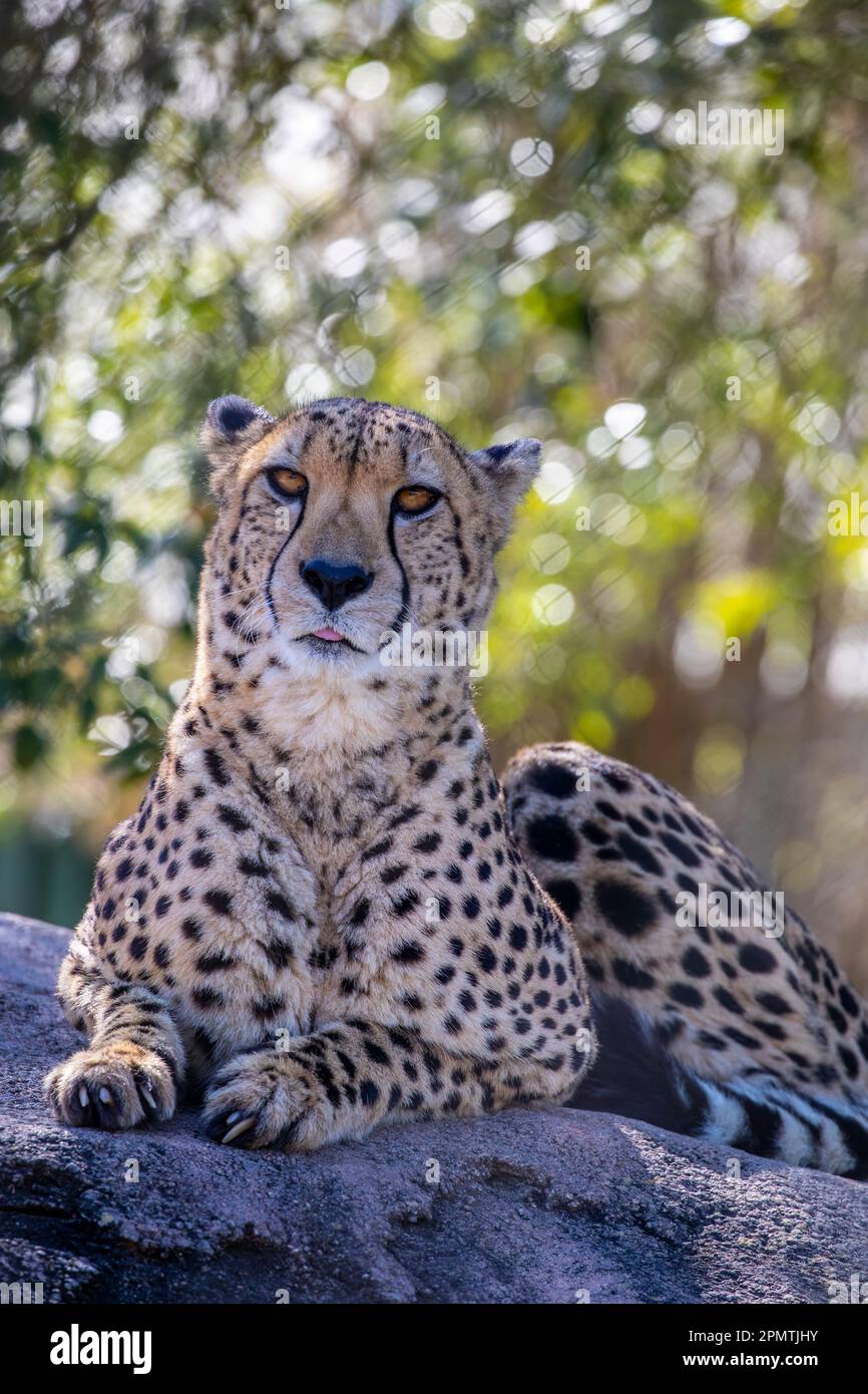 A Cheetah (Acinonyx jubatus) is sitting on the rock. it is a large cat ...