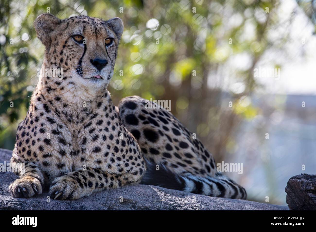 A Cheetah (Acinonyx jubatus) is sitting on the rock. it is a large cat ...