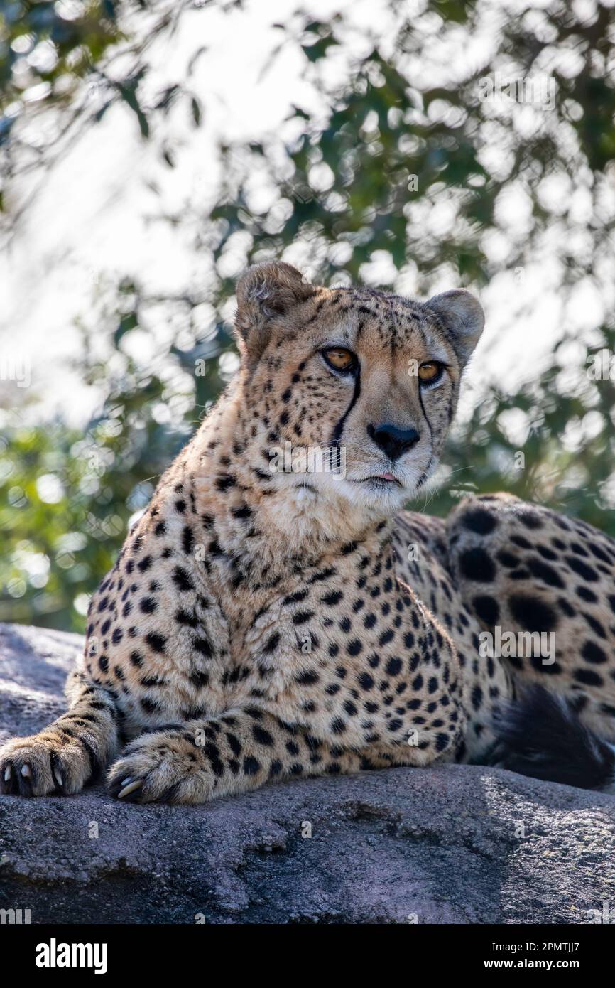 A Cheetah (Acinonyx jubatus) is sitting on the rock. it is a large cat ...