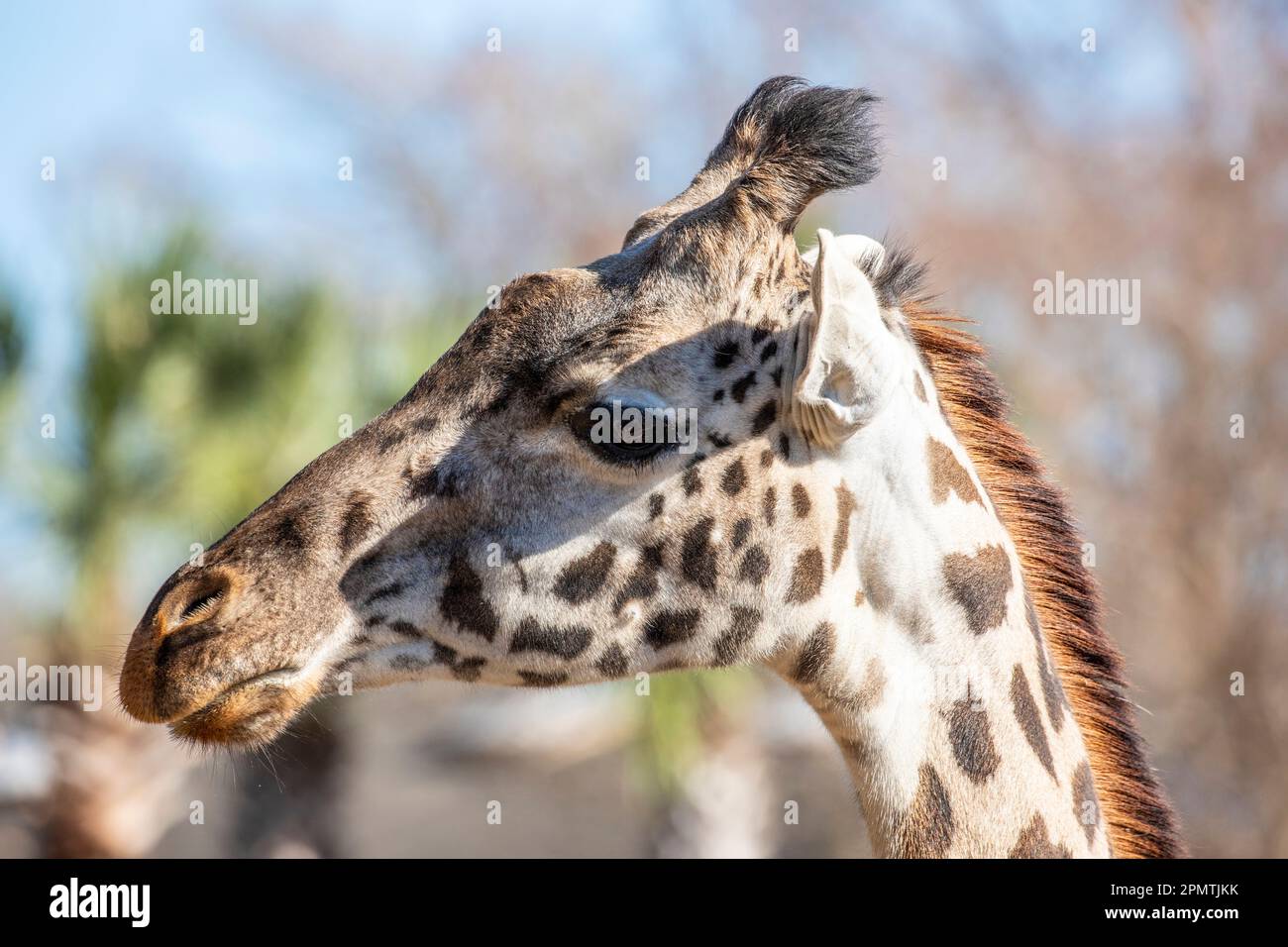 The Masai giraffe (Giraffa tippelskirchi) is native to East Africa ...