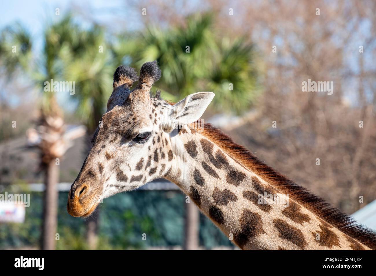The Masai giraffe (Giraffa tippelskirchi) is native to East Africa ...