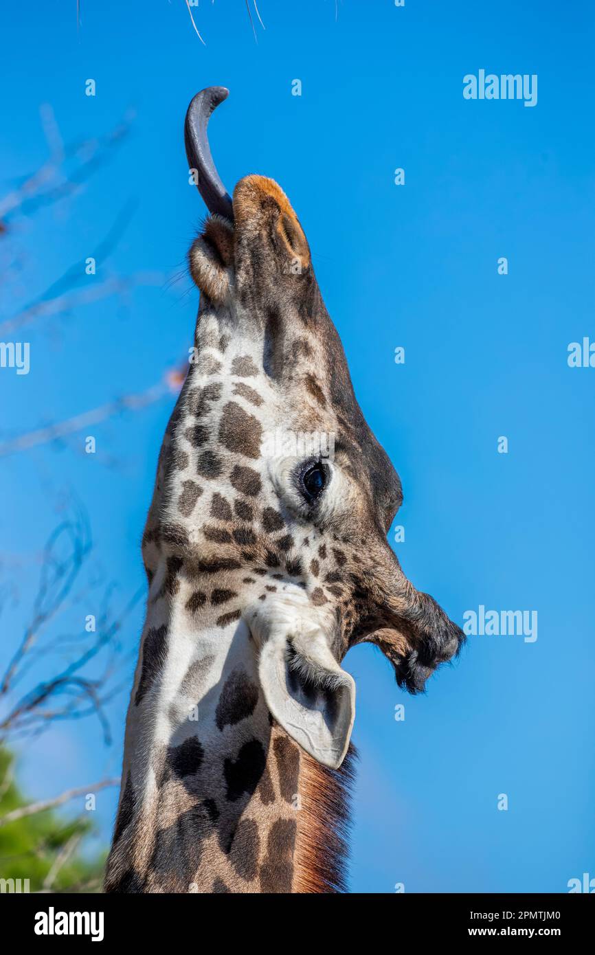 The Masai giraffe (Giraffa tippelskirchi) has tongue out. With ...