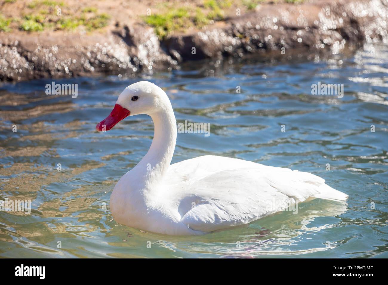 The coscoroba swan (Coscoroba coscoroba) is a species of waterfowl endemic to southern South ...