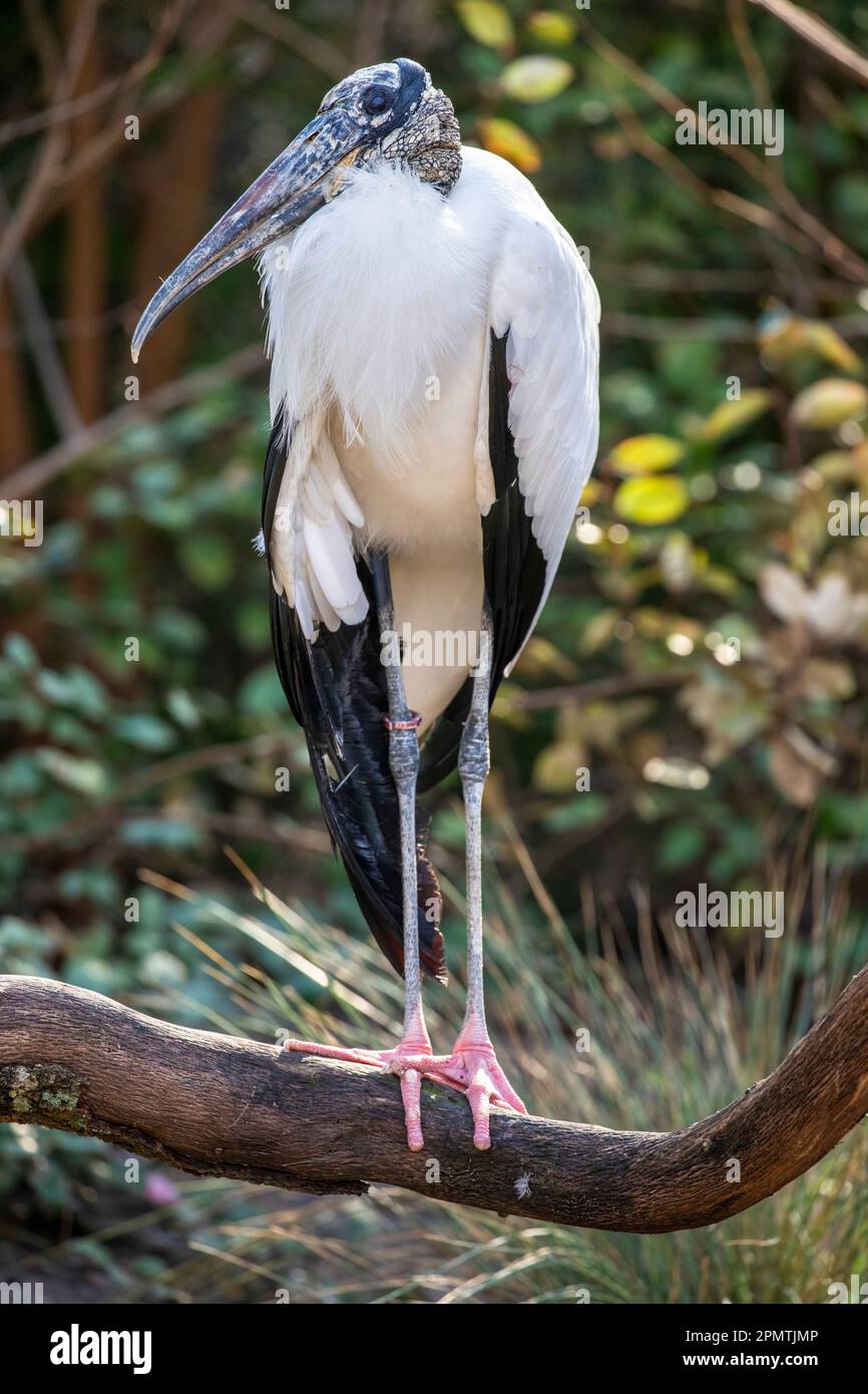 Tropical habitats hi-res stock photography and images - Alamy