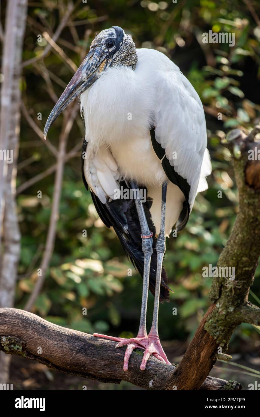 Tropical habitats hi-res stock photography and images - Alamy