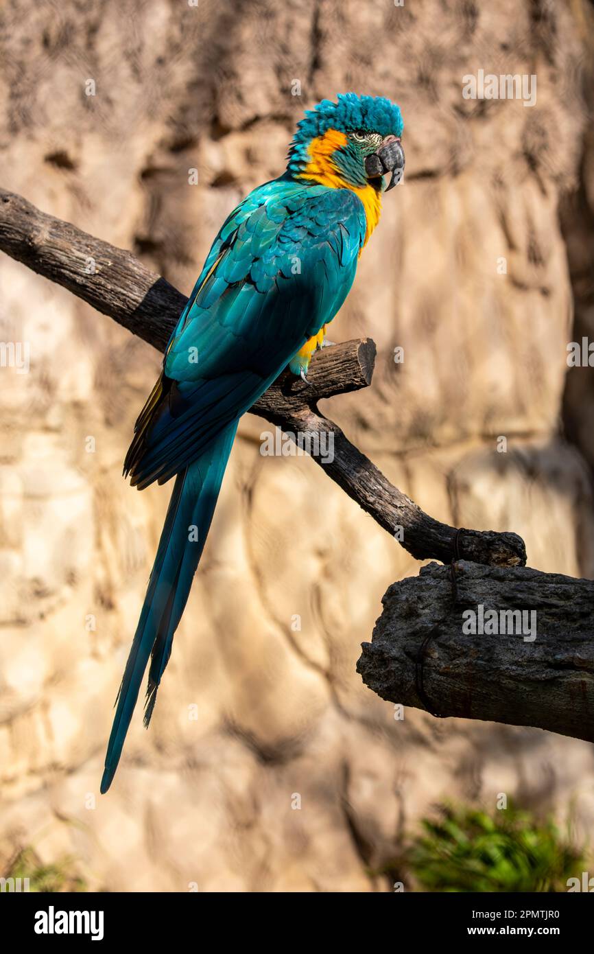The blue-throated macaw (Ara glaucogularis; previously Ara caninde) is ...
