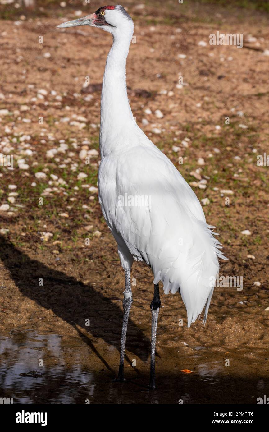 The whooping crane (Grus americana) is the tallest North American bird ...