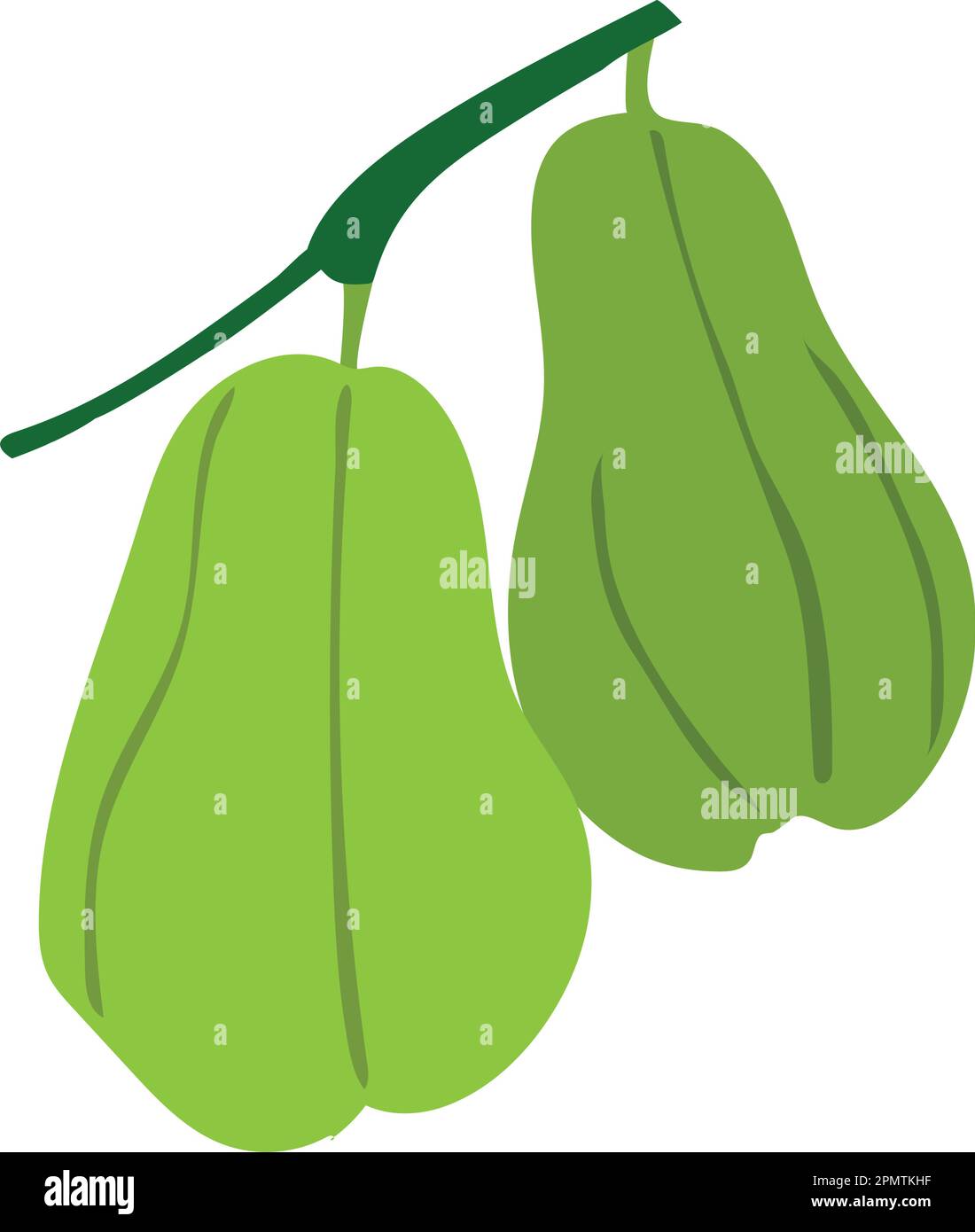Chayote fruit Stock Vector Images - Alamy