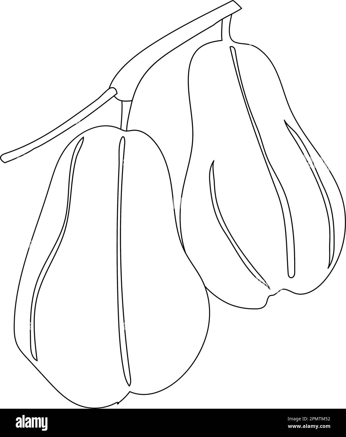 Chayote fruit Stock Vector Images - Alamy