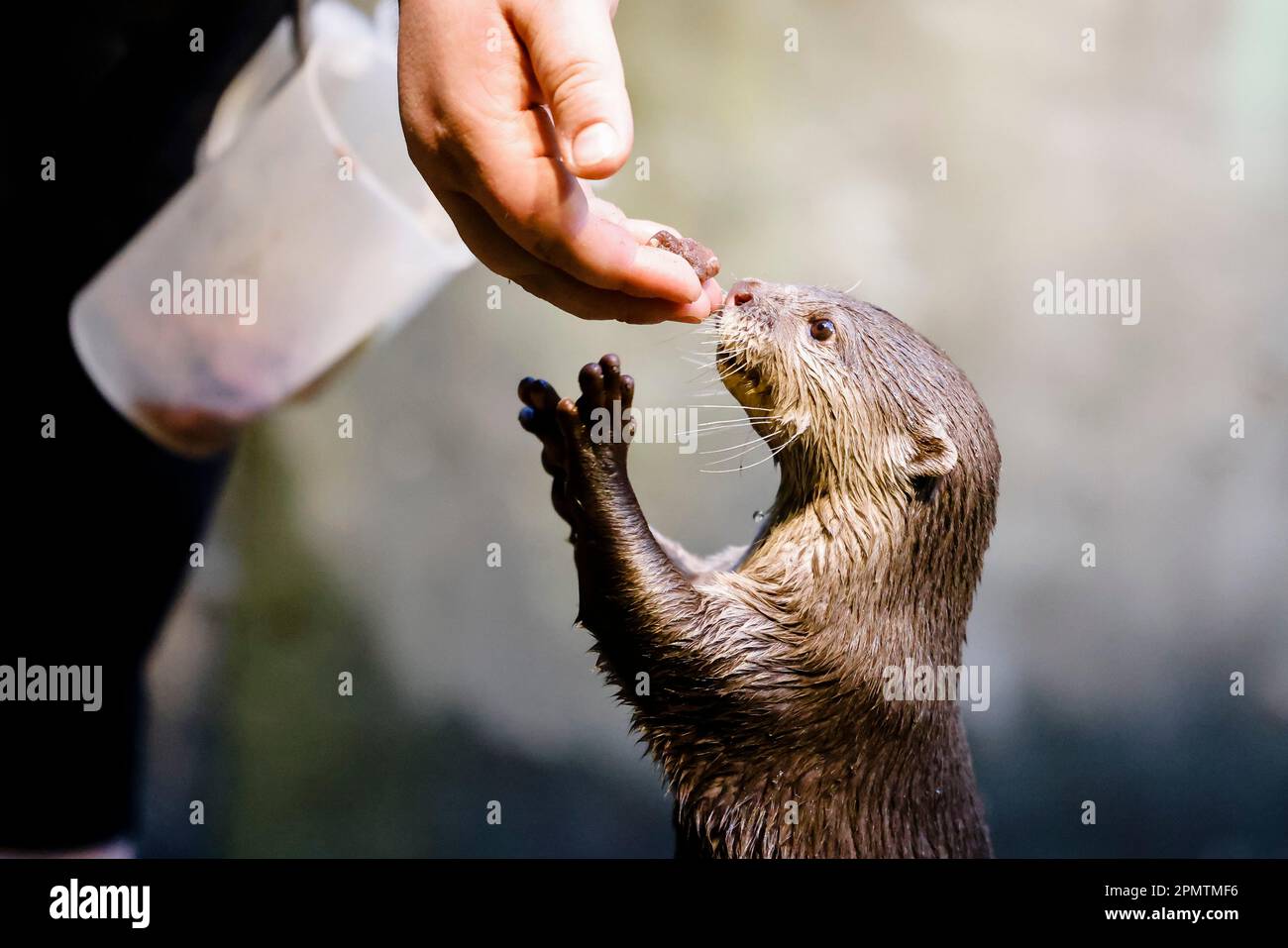 Otters eats hi-res stock photography and images - Alamy