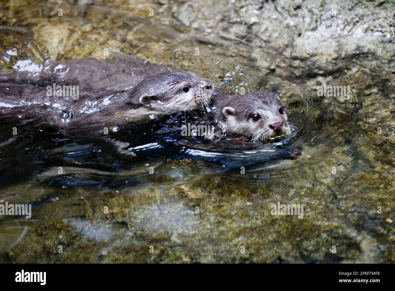 Timmendorfer Strand, Germany. 13th Apr, 2023. Asian short-clawed otters ...