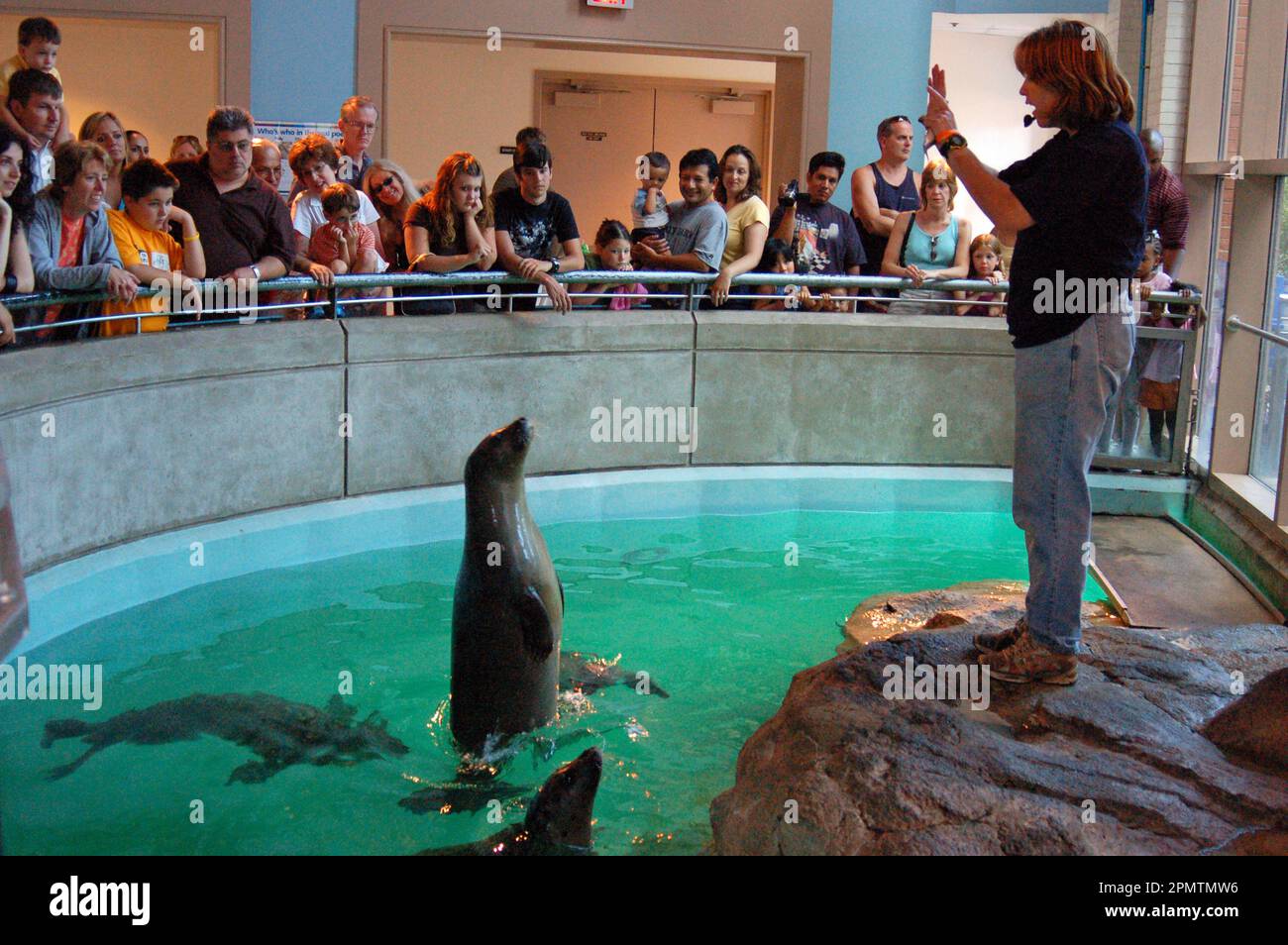 A harbor seal rises vertically from the waters for a trainer at an ...
