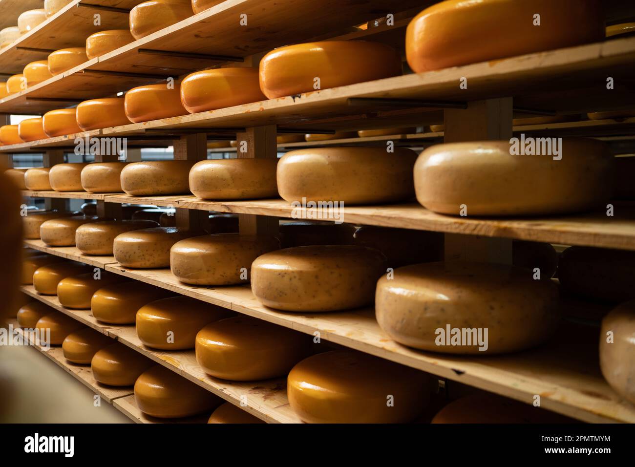 Storage with shelves full of cheese wheels during the aging process ...
