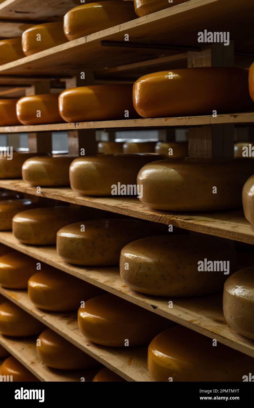 Cheese heads maturing on rack in factory warehouse. Many dutch cheeses ...
