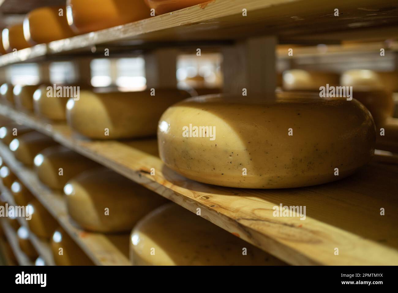 Cheese factory production shelves with assorted flavors of cheese ...