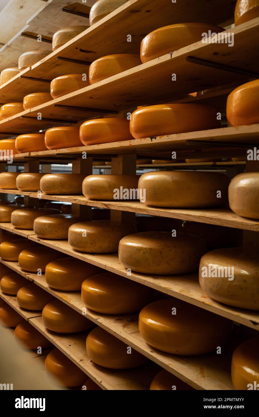 Assorted flavors cheese wheels on the shelves in dairy production ...
