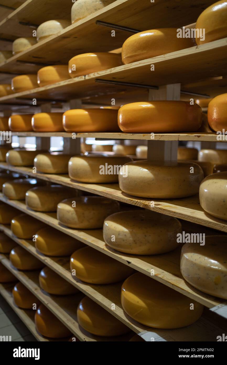 Cheese factory production wooden shelves with assorted aging cheese ...