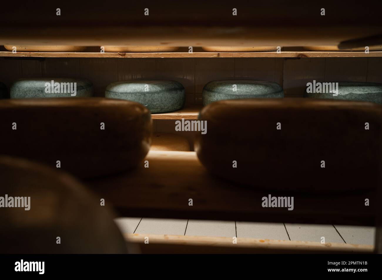 Maturing cheese wheels on wooden shelves, ripening process in cheese ...