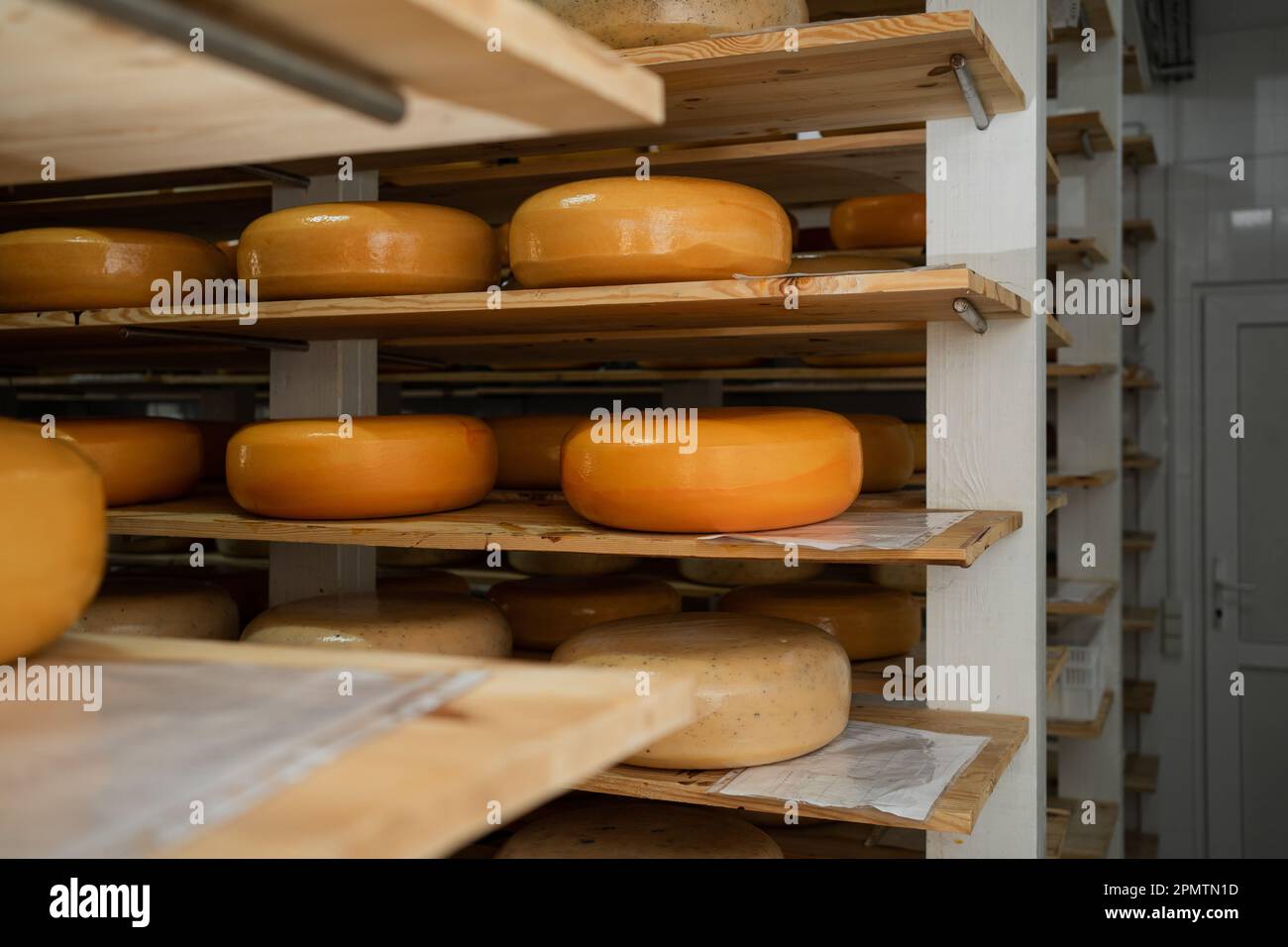 Cheddar cheese wheels in cellar hi-res stock photography and images - Alamy