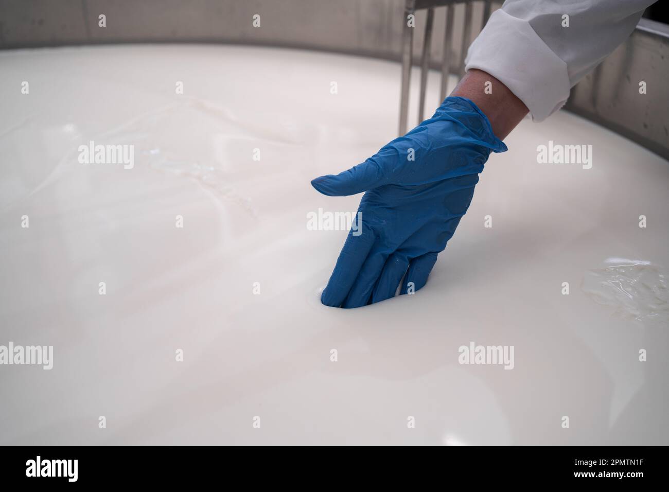 A cheese maker controls the milk curd . Manual process in cheese making ...