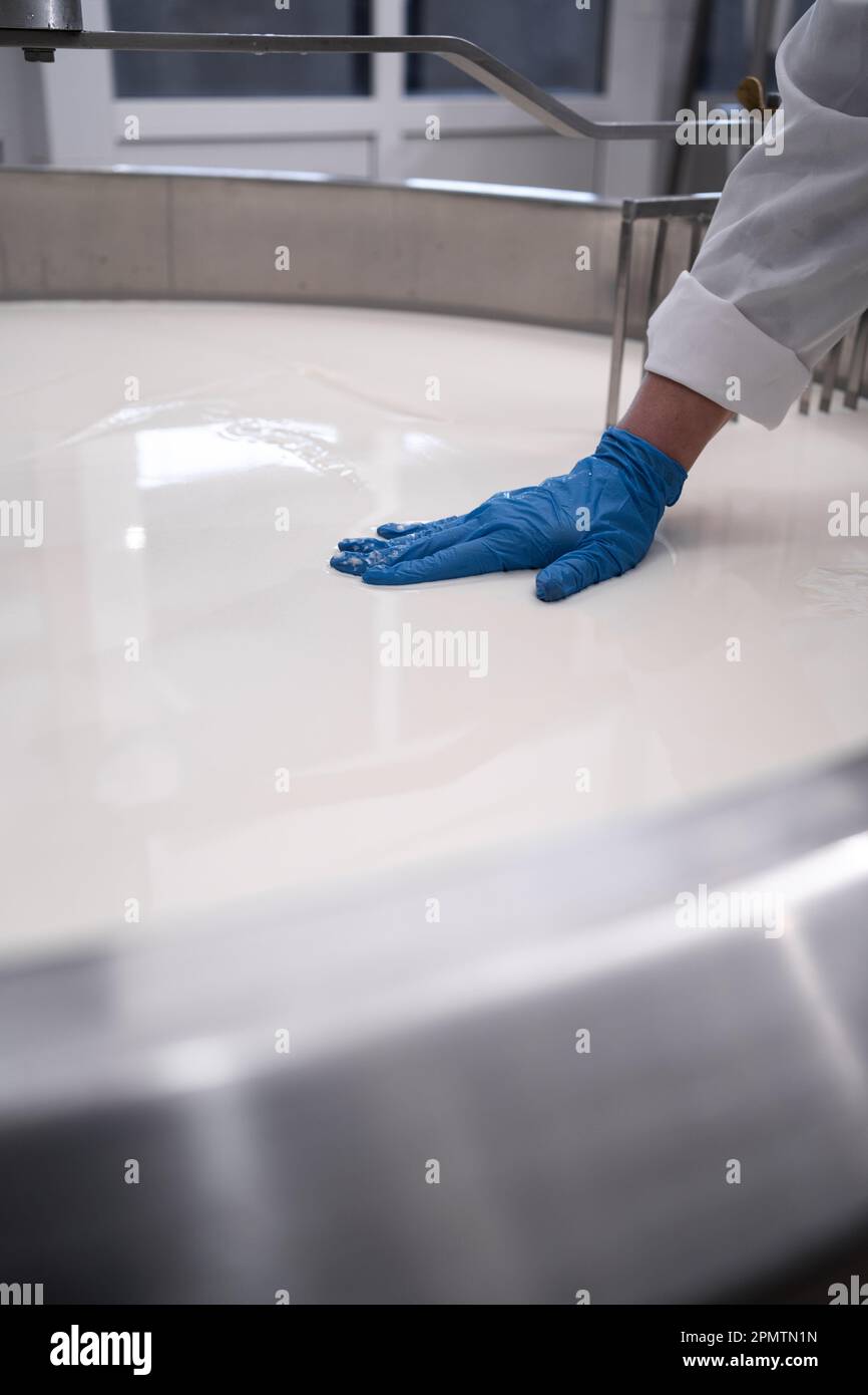 Cheese maker test first sequence of cheese making. Curdled milk brought ...