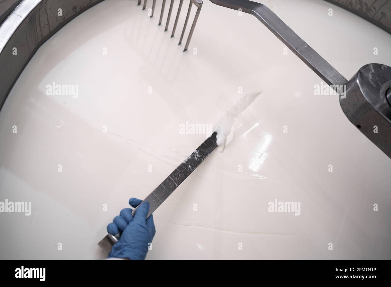 Cheese maker making traditional cheese at a creamery, cutting the curds ...