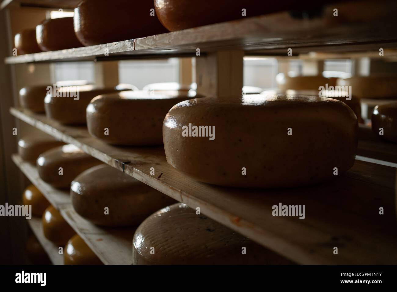 Cheese wheels on the shelves in diary production factory. Store at milk ...