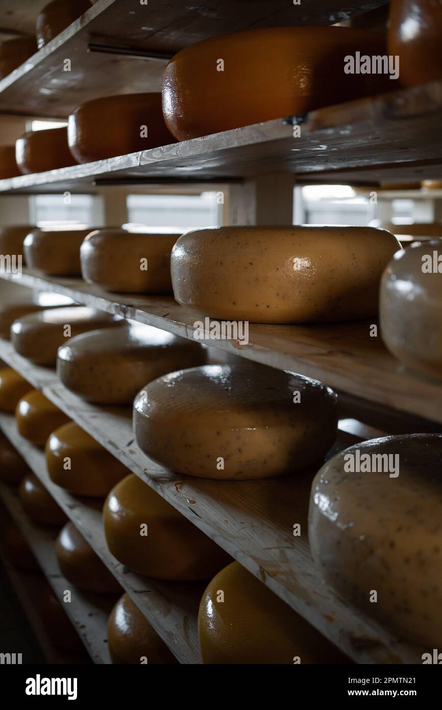 storage with shelves full of cheese wheels during the aging process ...