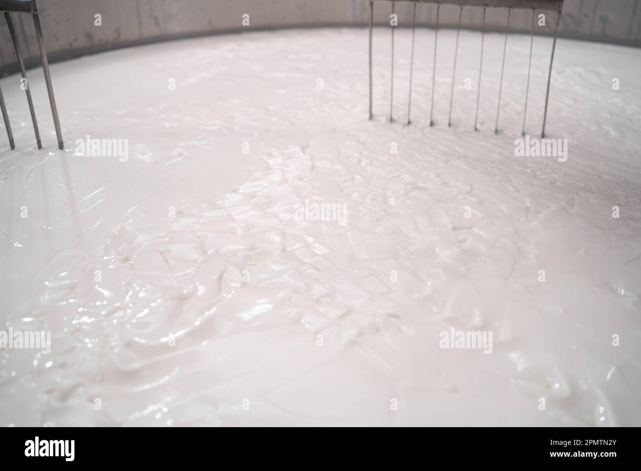 Milk in curd preparation tank at cheese factory, close up. Cheese ...